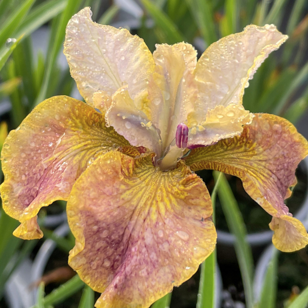 Iris – molnlyckegc